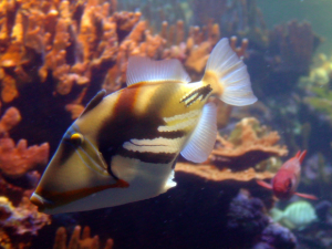 Hawaii State Fish – HAWAII feeling